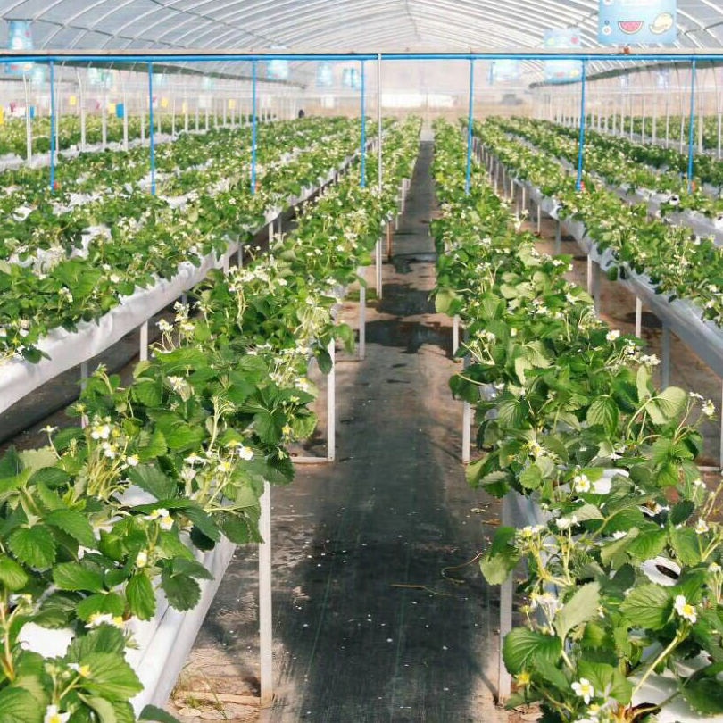 Plastic hydroponic plants grow bags